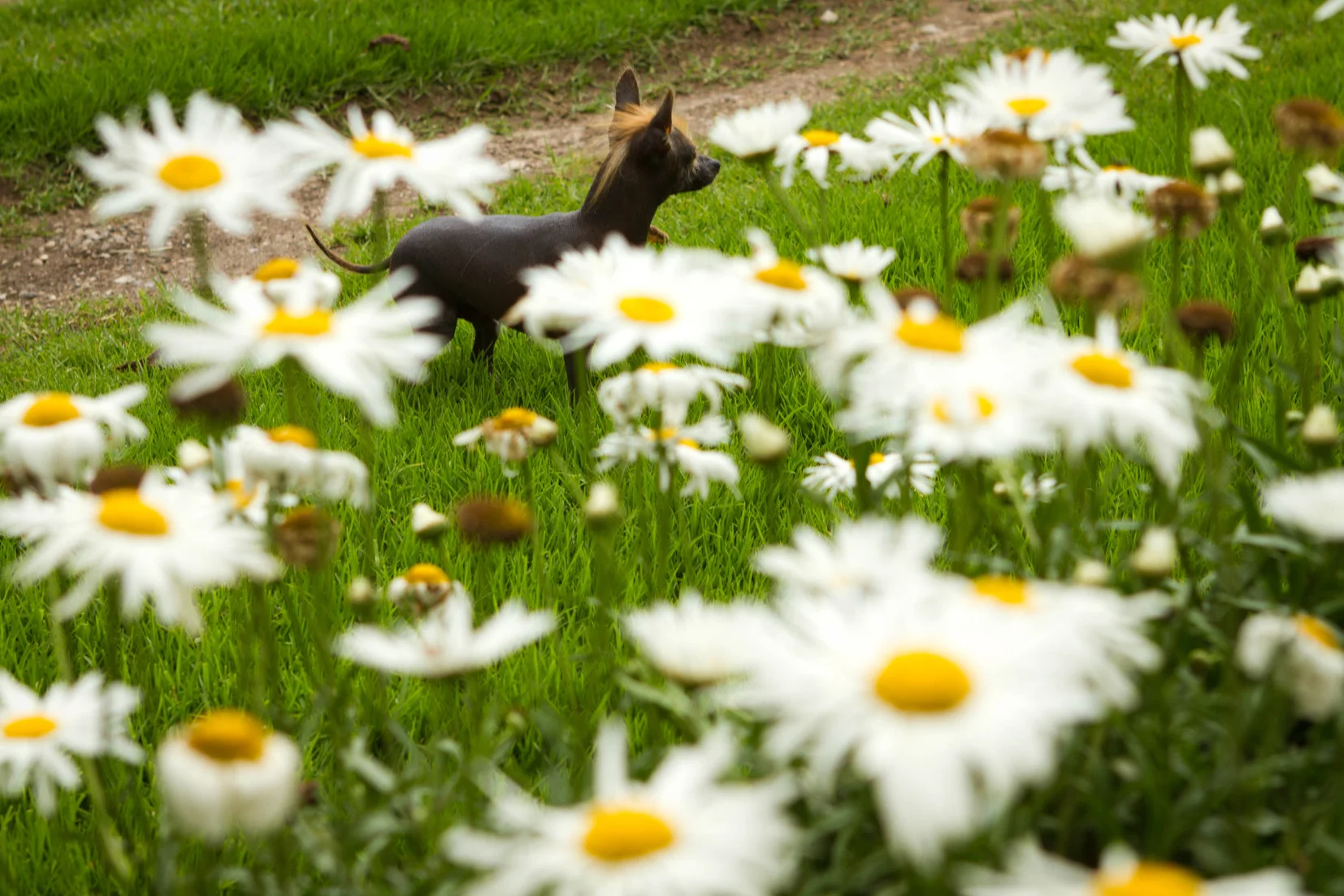 Viringos | Peru's Hairless Dog | Synonymous with Coastal Cultures ...