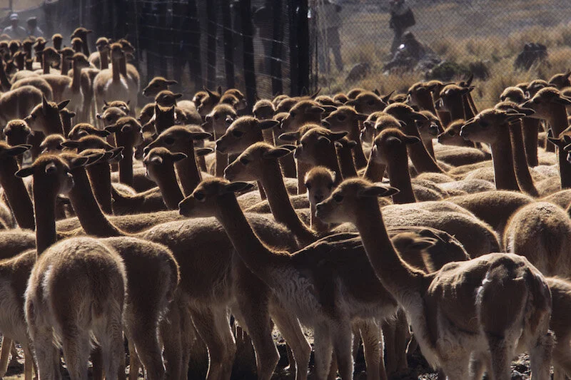 Camelids | Llamas, Alpacas, Vicuñas, Guanacos | Peruvian Andes | Machu ...