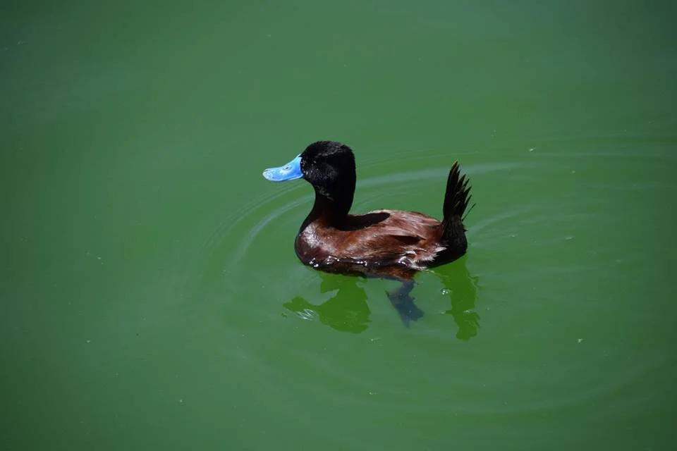 Lake Titicaca | Uros, Taquile, Amantani & Suasi Islands | Puno, Peru ...