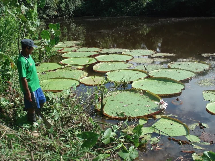 7 Facts about Victoria Amazonica Water Lilies | Amazonia | Victoria ...