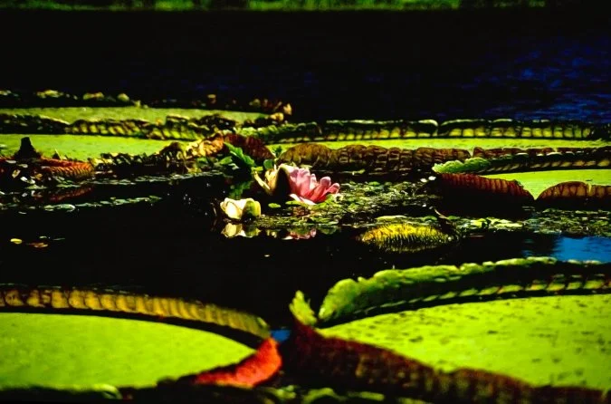 7 Facts about Victoria Amazonica Water Lilies | Amazonia | Victoria ...