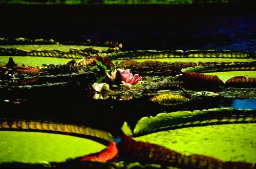 7 Facts about Victoria Amazonica Water Lilies | Amazonia | Victoria ...