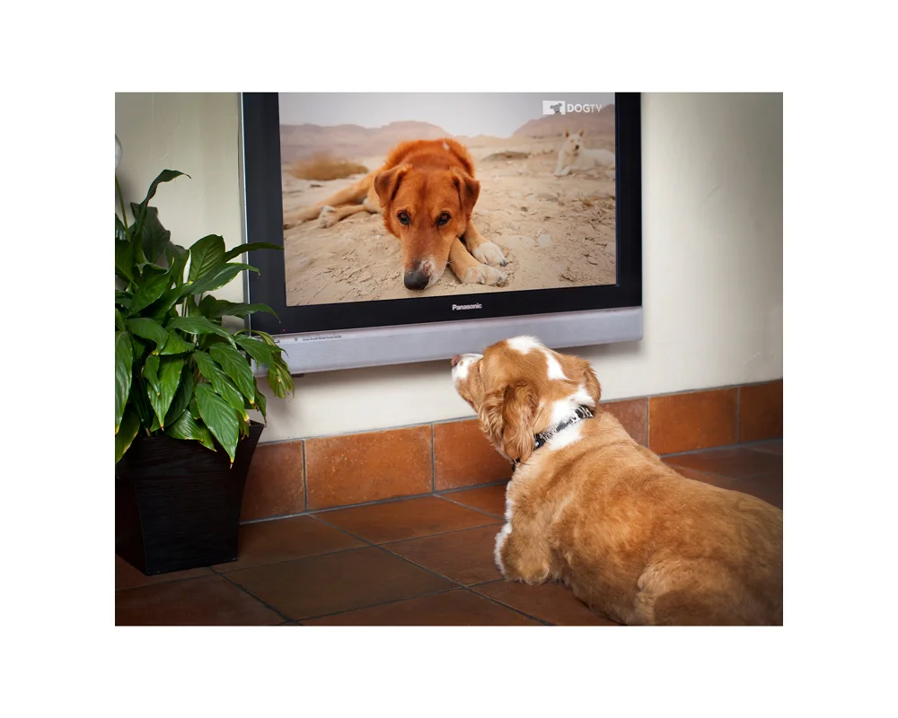 DOGTV The First TV Channel for Dogs — shop.moderndogmagazine.com Modern ...