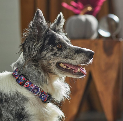 Coco Dog Collar — shop.moderndogmagazine.com Modern Dog Shop
