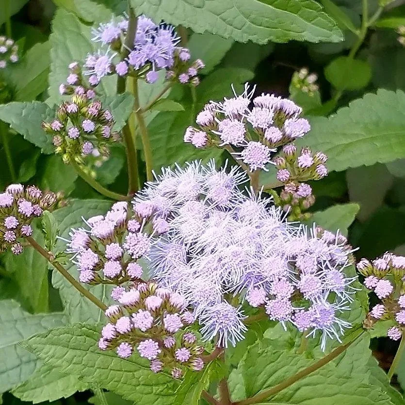 Blue Mistflower — Anoka County Master Gardeners