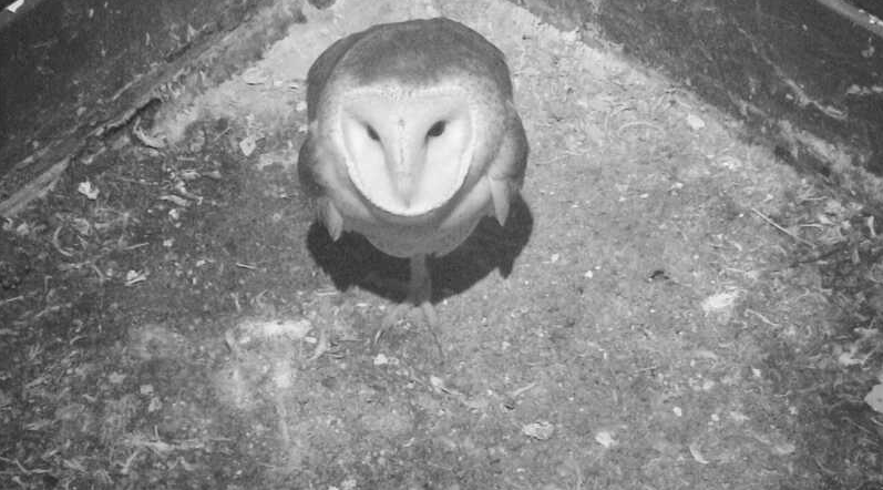 The Owl Cam — Ferndale Music Company