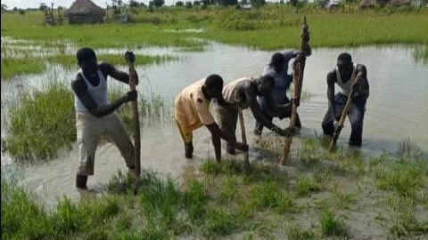 Flooding in Old Fangak — South Sudan Medical Relief