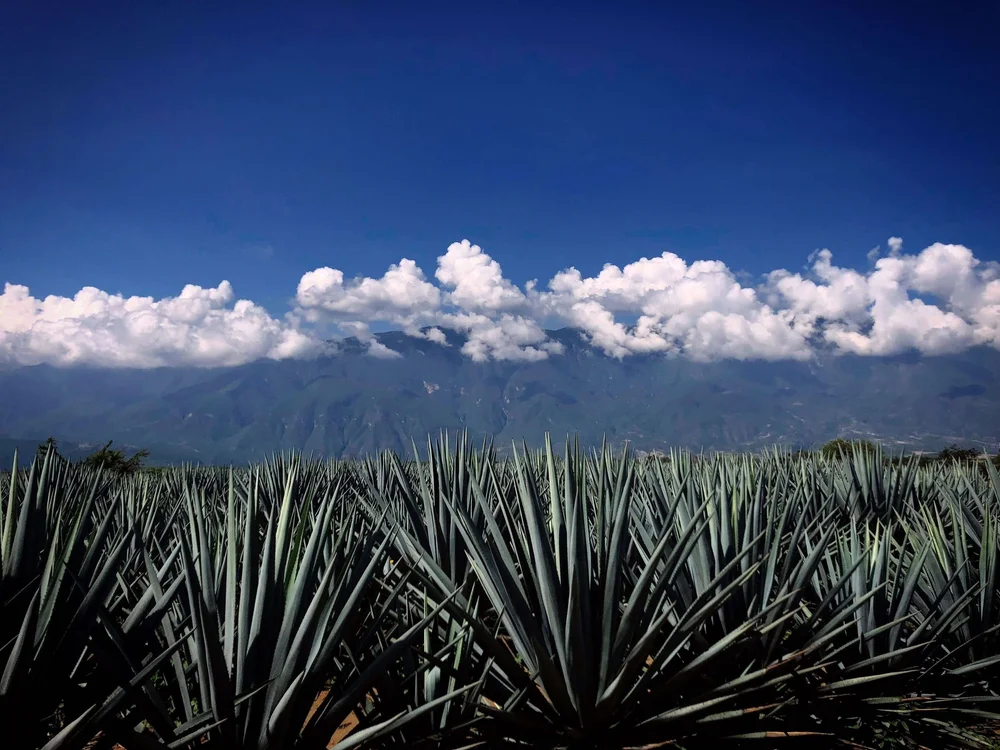 Book Now: Mexican Spirits Collection Room — Club Tengo Hambre