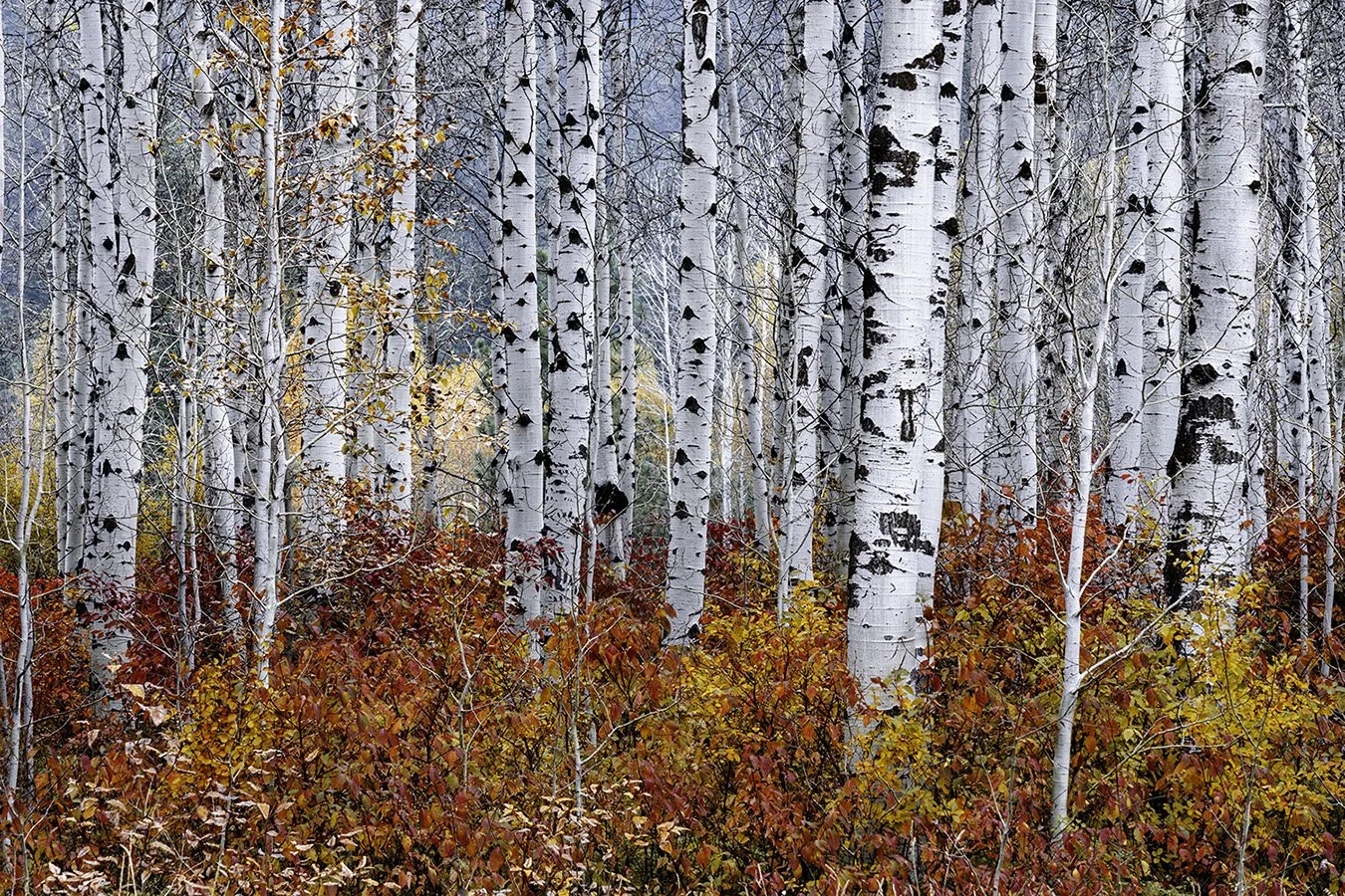 Tree Photography Prints | Amazing Tree Fine Art Photographs | Fine Art ...