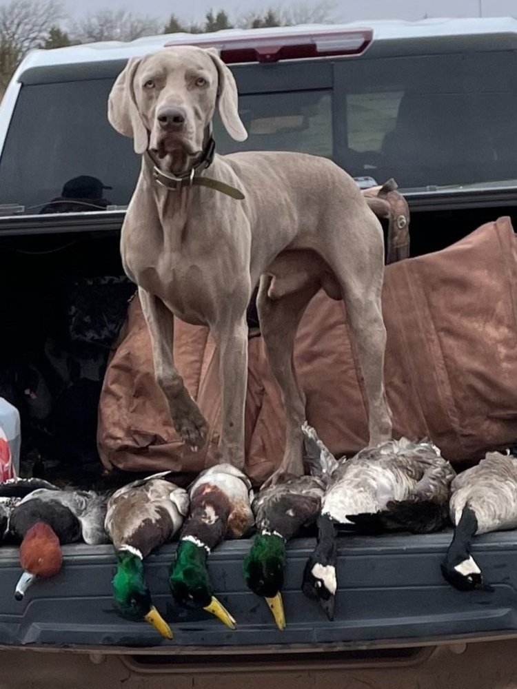 Full Circle Weimaraners | Oklahoma Weimaraner Breeders