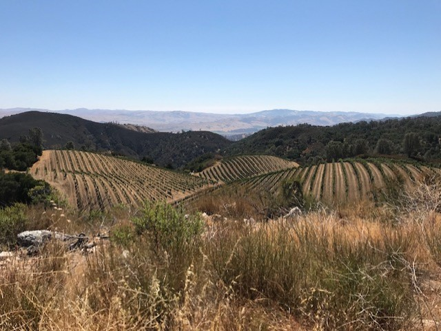 The Opportunity of a Lifetime: Calera Library — K&L Wines On the Trail Blog