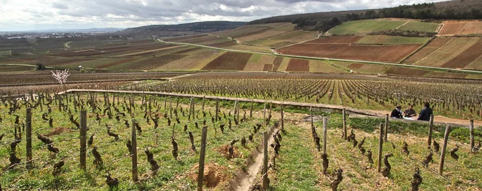 Burgundy Vintage Guide - K&L Wines On the Trail Blog