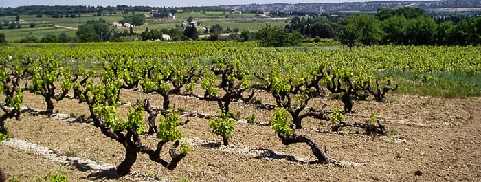 Southern Rhone Vintage Guide - K&L Wines On the Trail Blog