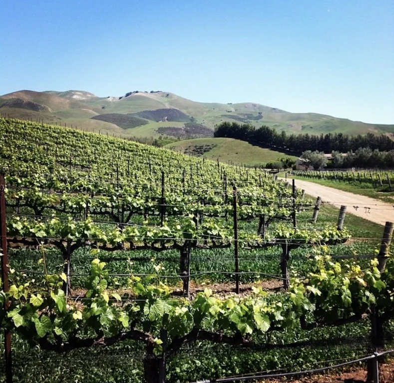 Second Label Wines: How to Score Big on a Budget — K&L Wines On the ...