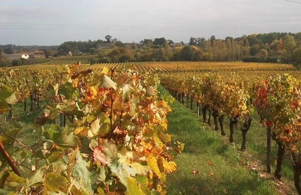 Brighten up Winter with Aurore Dezat Sancerre — K&L Wines On the Trail Blog