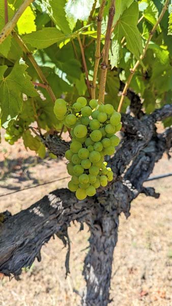 Small-Production Wines in Santa Cruz: Alfaro Family Vineyards and Farm ...