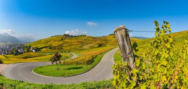 Charles Baur: The Maestro of Alsatian Wine Values — K&L Wines On the ...