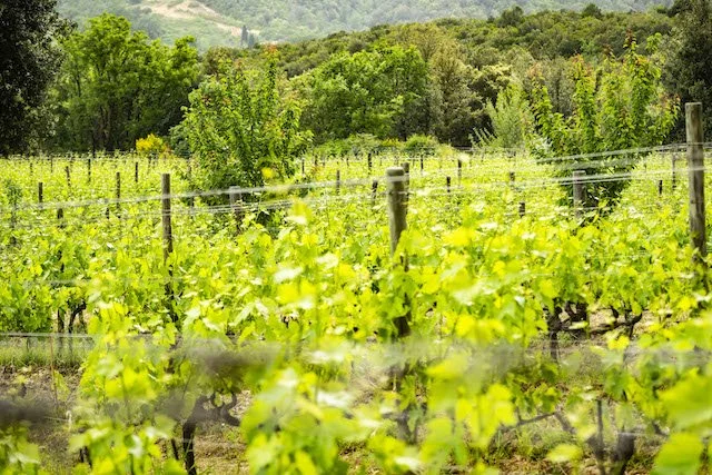 San Polino: A Story of People and Nature in Montalcino — K&L Wines On ...