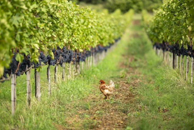 San Polino: A Story of People and Nature in Montalcino — K&L Wines On ...