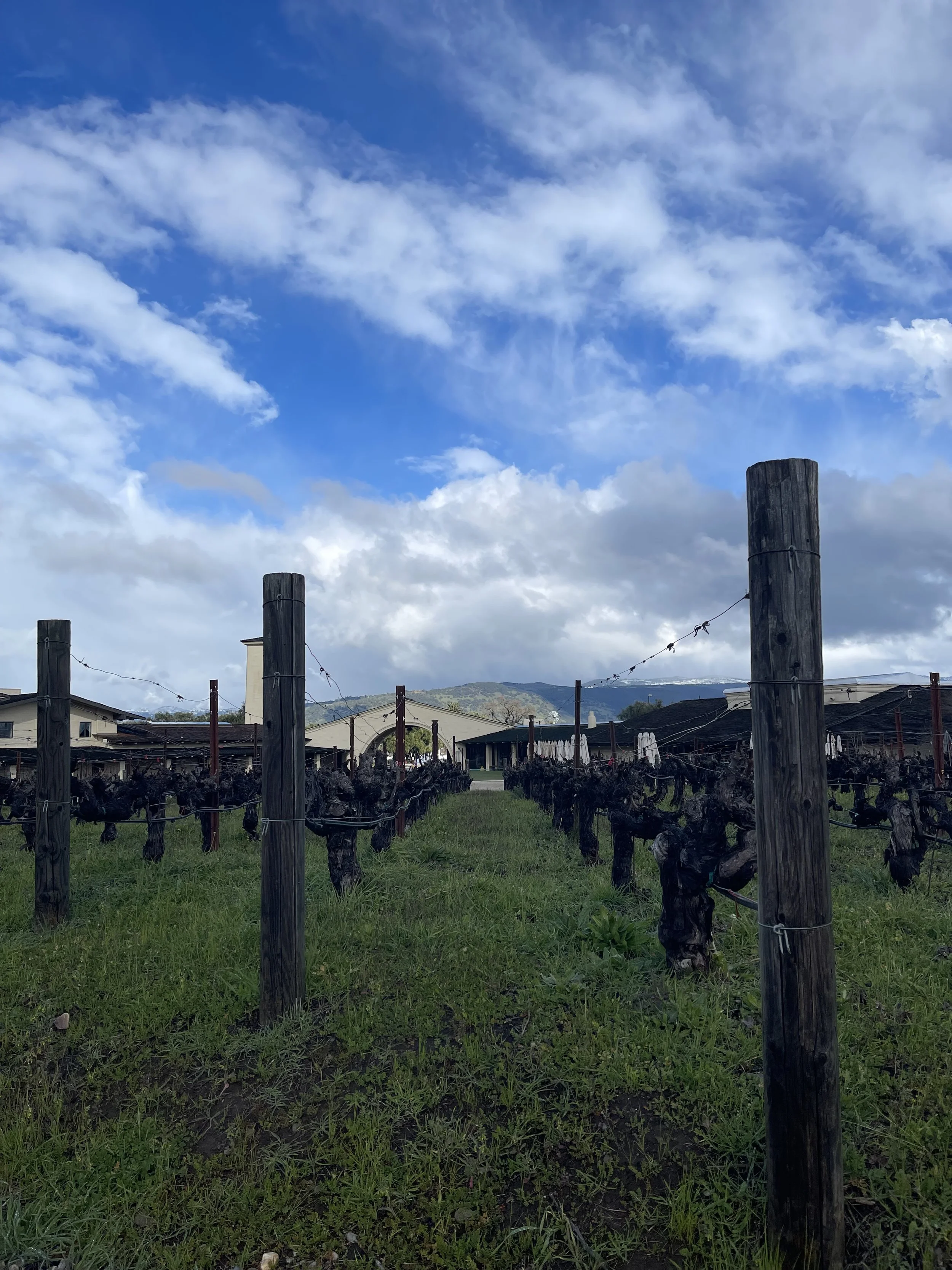 Reflections on Premiere Napa Valley by Hope and Carlo — K&L Wines On ...