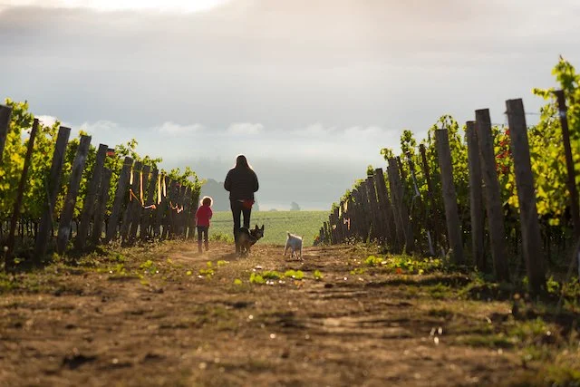 Oregon’s Brilliant 2022 Vintage: The Harvest That Almost Wasn’t! — K&L ...
