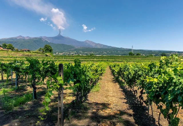 Summer Wines, Italian Style — K&L Wines On the Trail