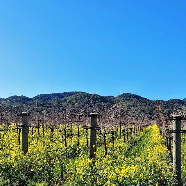 Ad Vivum’s Stunning Napa Cabs Direct from the Winery — K&L Wines On the ...