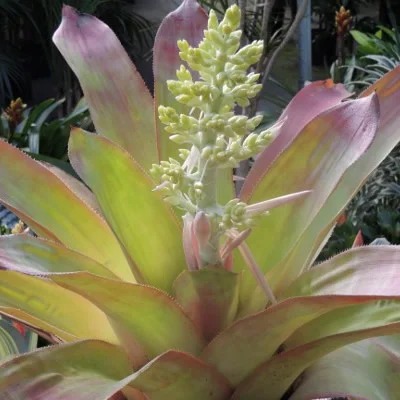 Our Nursery — Live Art Plantscapes