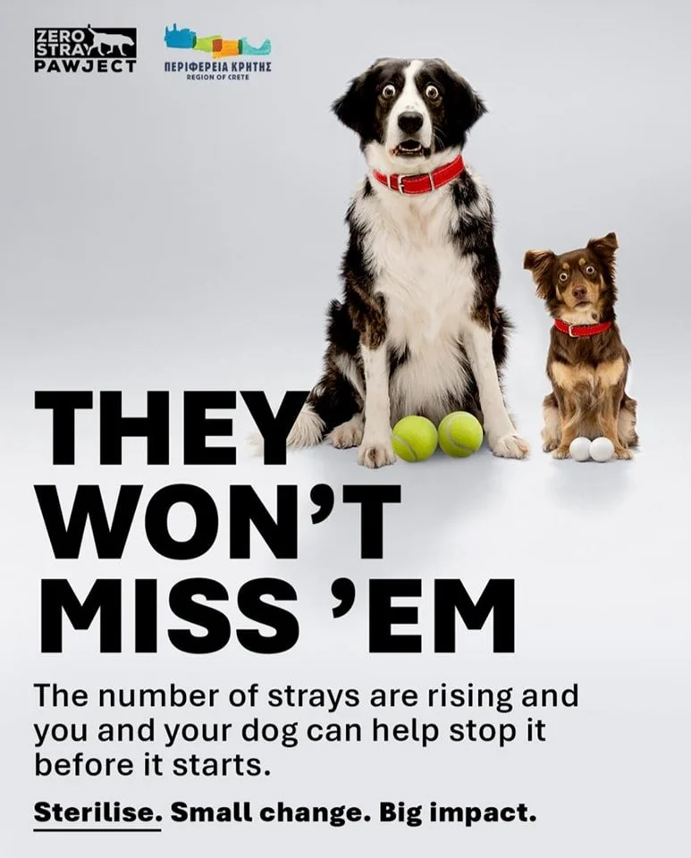 Zero Stray Pawject | Where advocacy, education and veterinary care meet ...