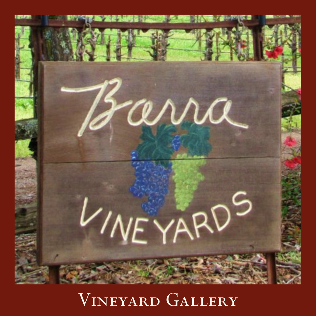 Stories + Pictures — Mia Bea Wines