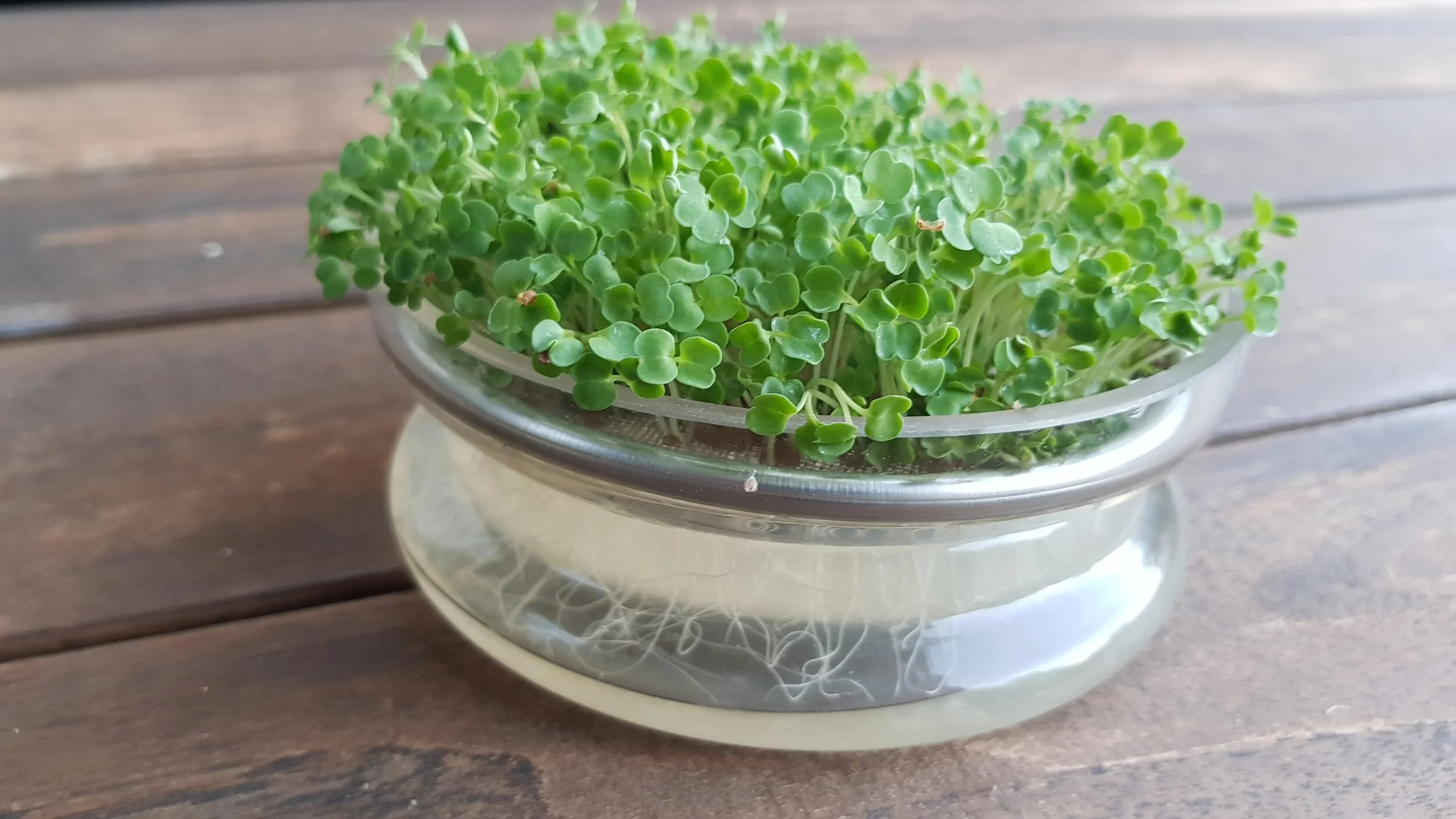 Almendras Germinadas