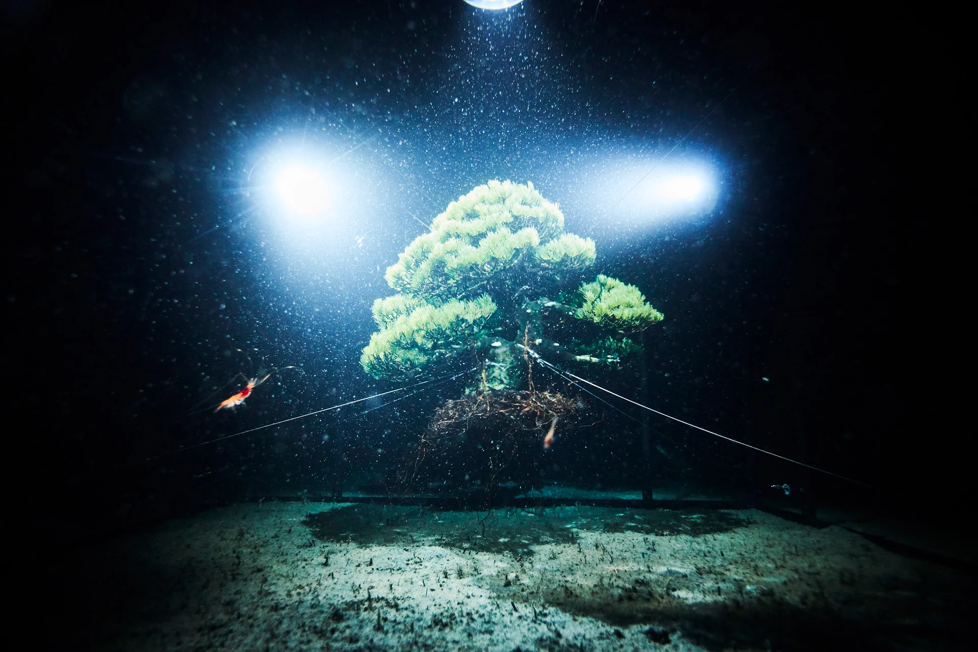 Azuma Makoto ha spedito bonsai ed elaborate composizioni floreali negli ...