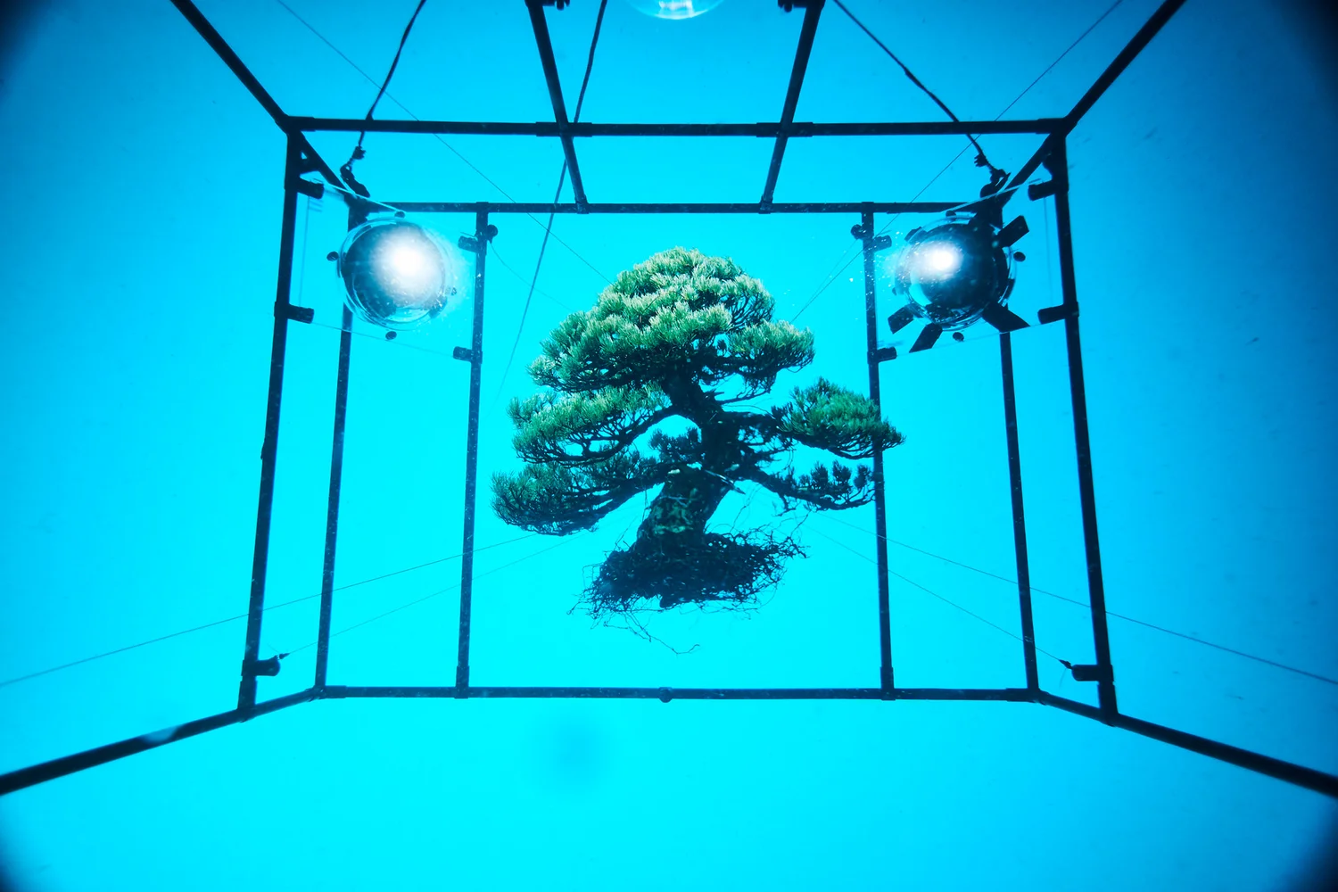 Azuma Makoto ha spedito bonsai ed elaborate composizioni floreali negli ...