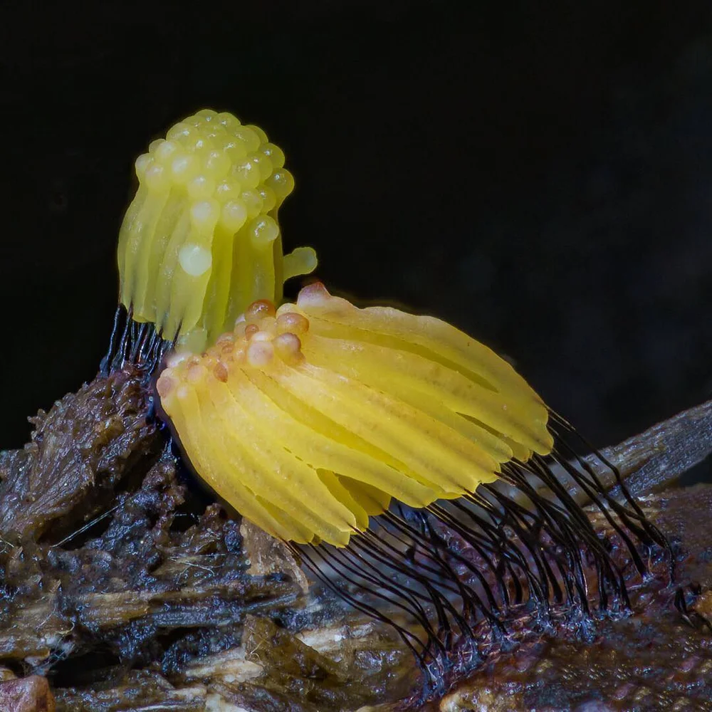 La fotografa autodidatta Alison Pollack cattura le forme curiose e ...