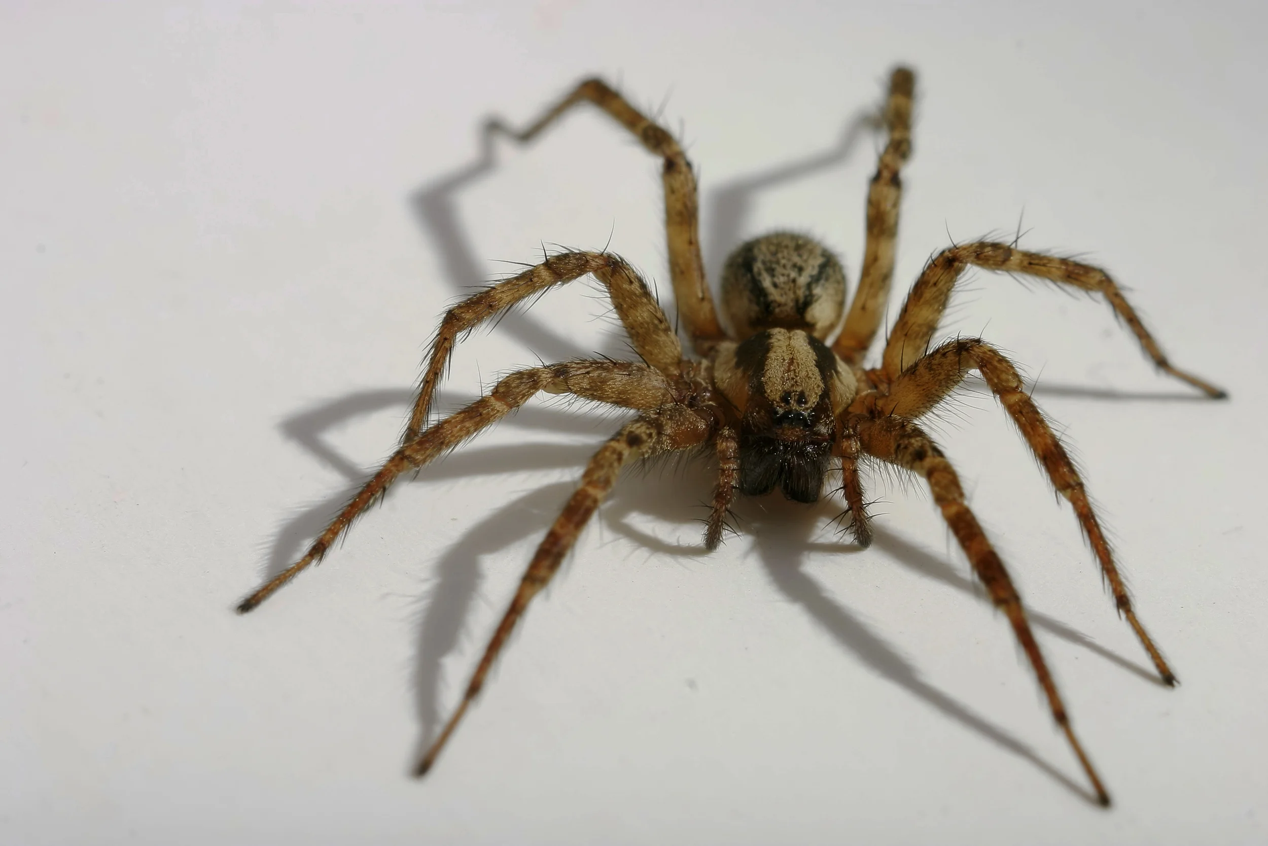 Safeguard Pest Control safeguard-pest-control