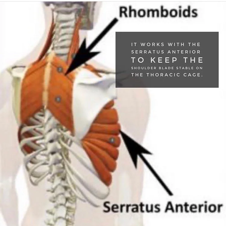Rhomboids — On the Move Physical Therapy