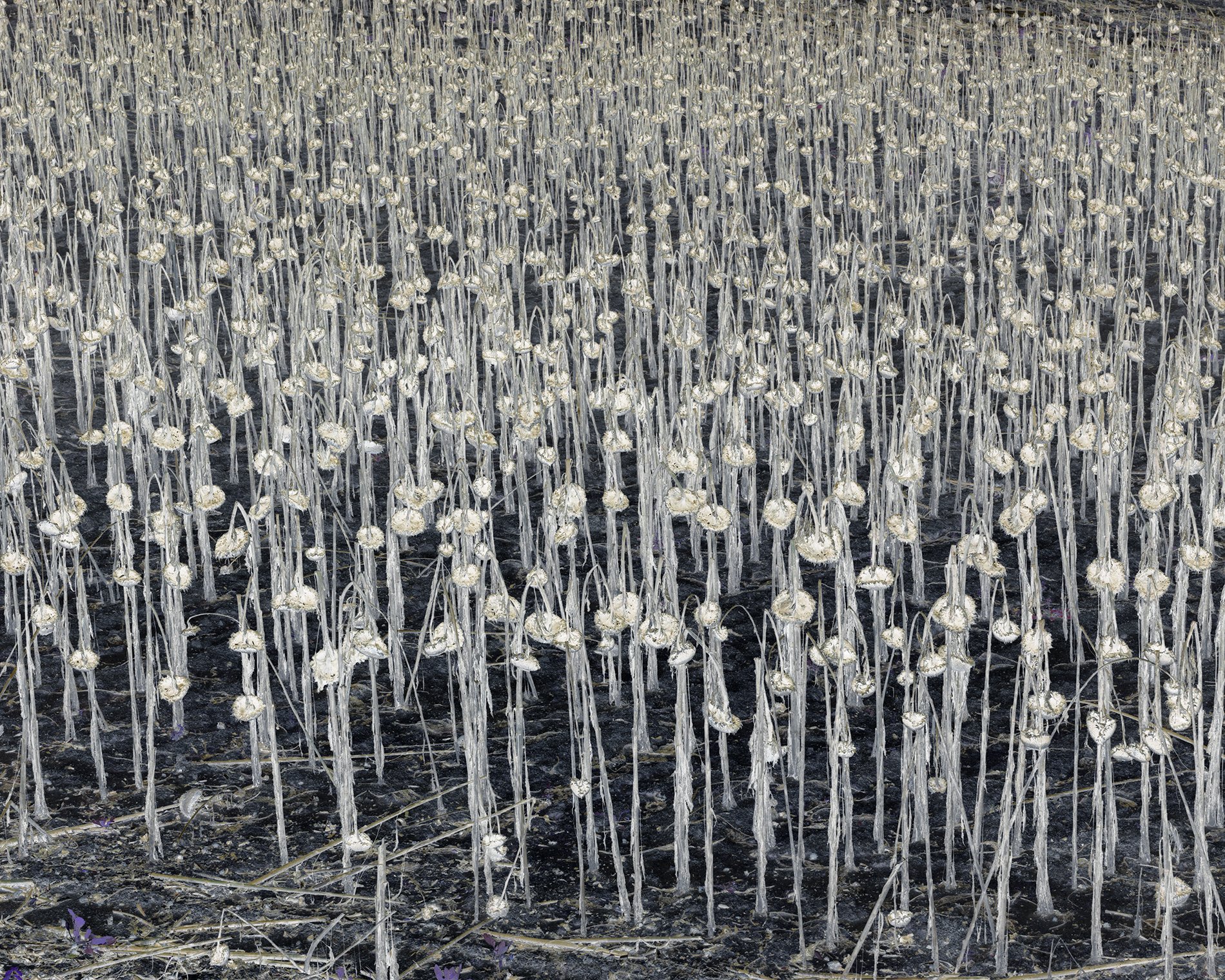 Fine art photography from Ireland Italy and Japan by Rohan Reilly