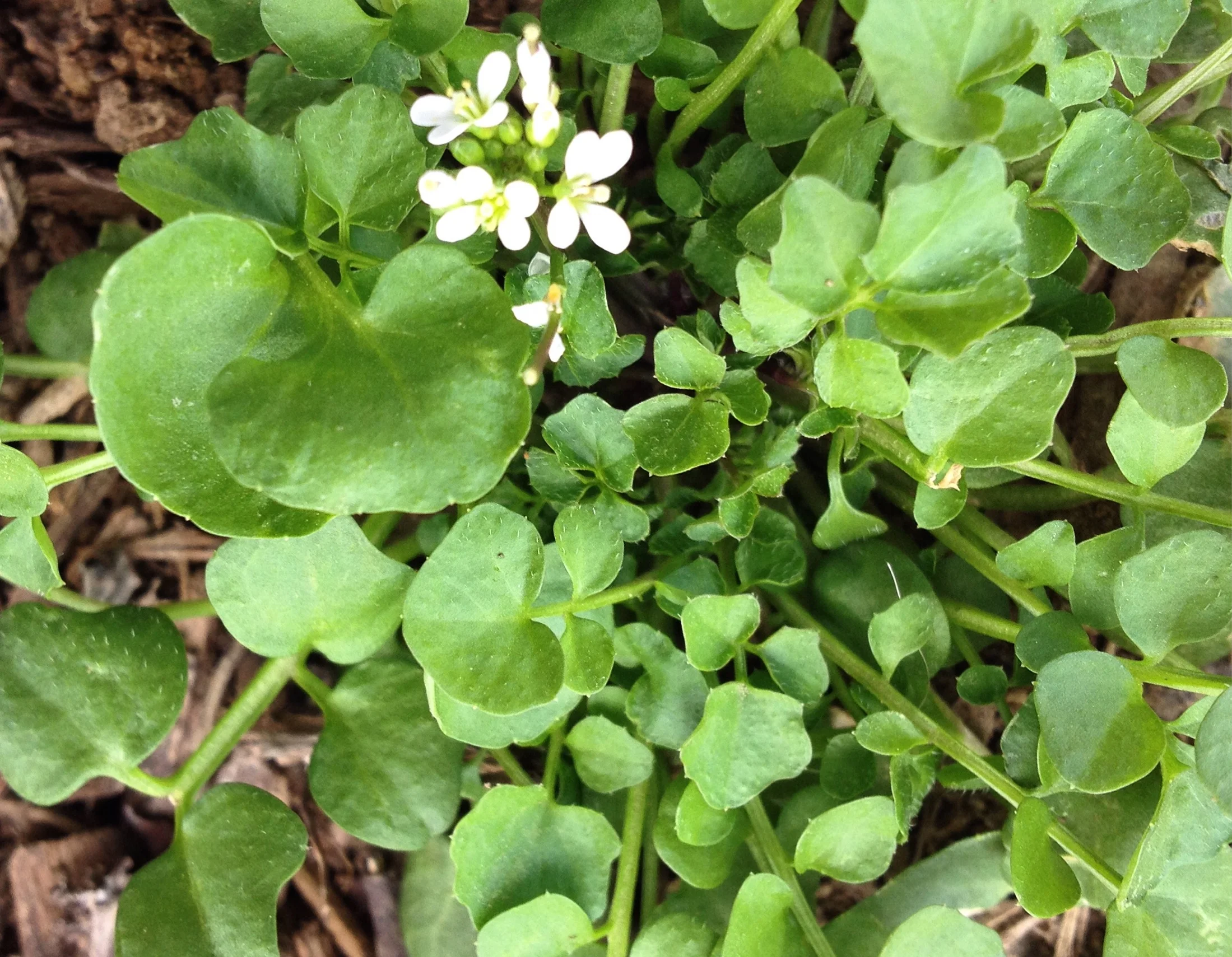 Green Weeds Identification