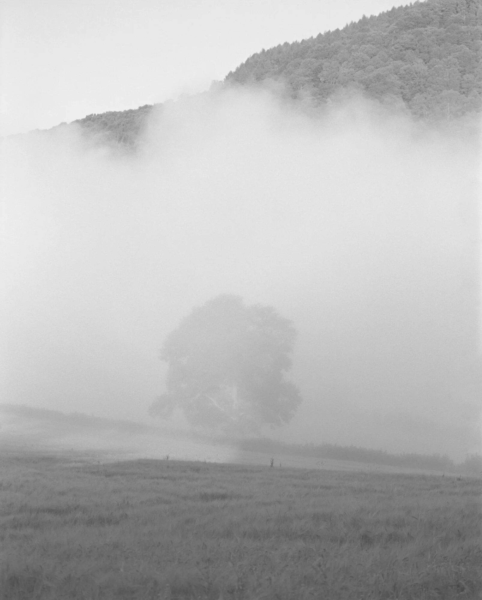 THE GROWING THINGS — SAM LAUGHLIN