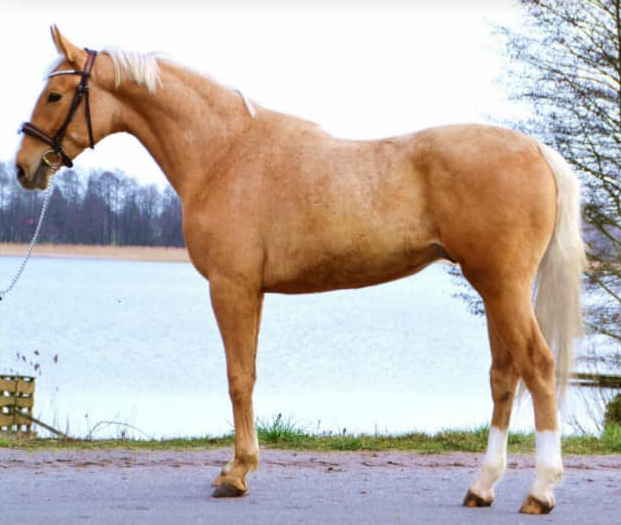 Palomino Warmblood Jumping