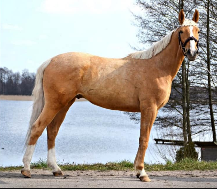Palomino Warmblood