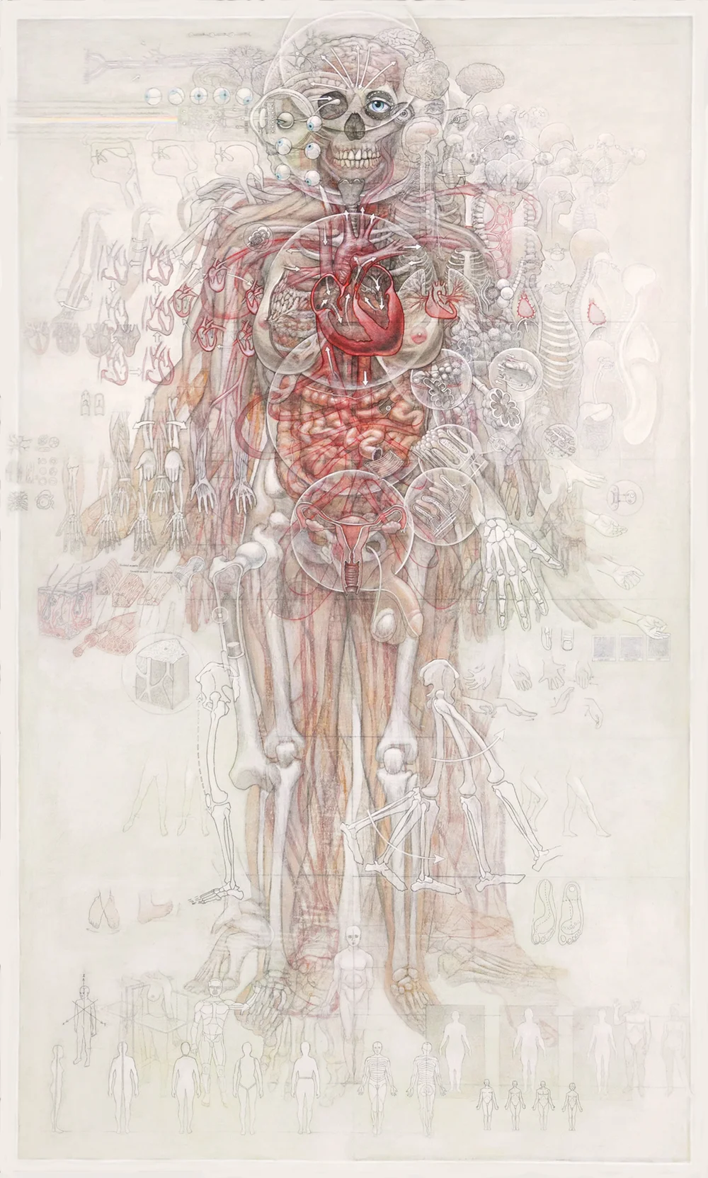 human-anatomy--v-1-3-casey-cripe.jpg (1000×1663)-花瓣网
