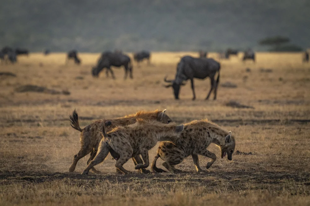 Jen Guyton - Spotted Hyenas