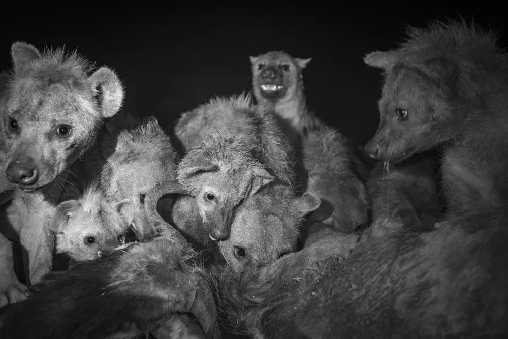 Jen Guyton - Spotted Hyenas