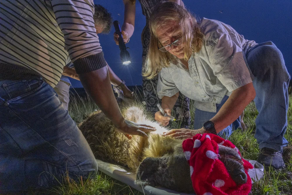 Jen Guyton - Spotted Hyenas