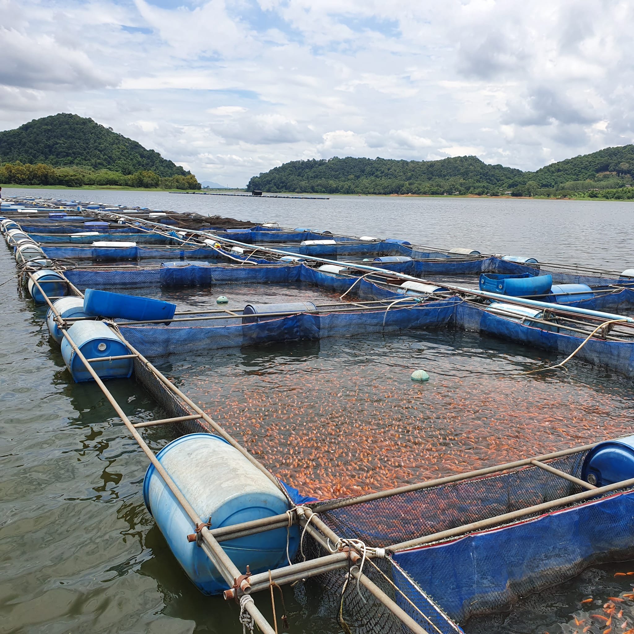 Tilapia farm and hatchery visit — Sustainable Aquaculture @ Stirling