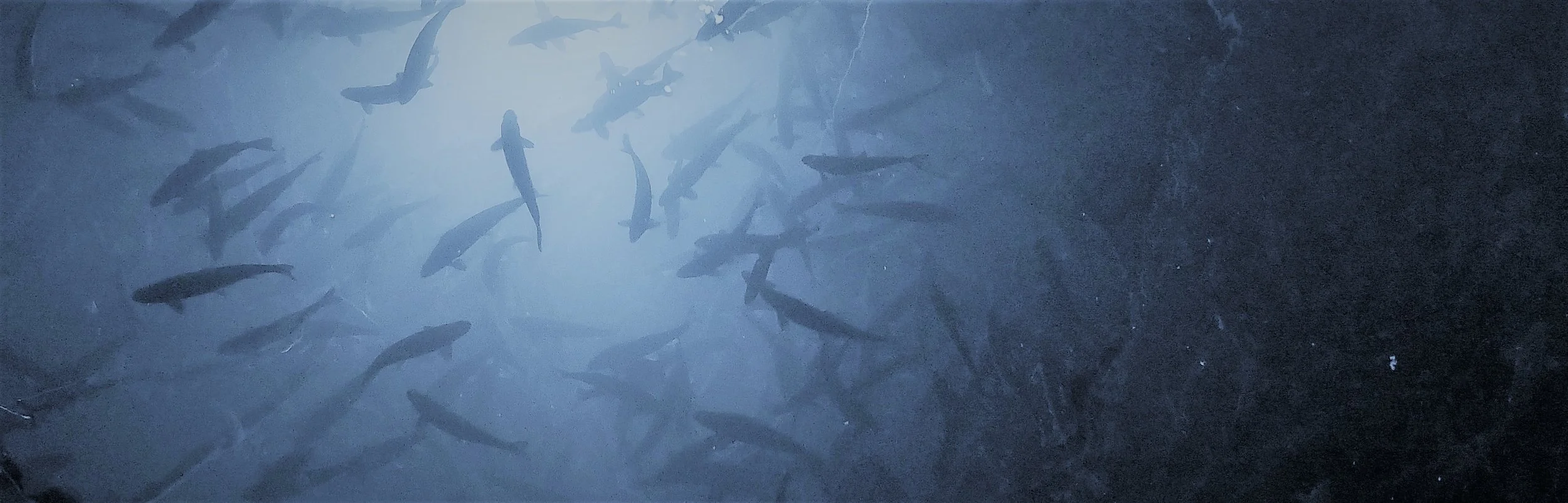 Study on closed containment systems for nursery rearing in Scotland ...