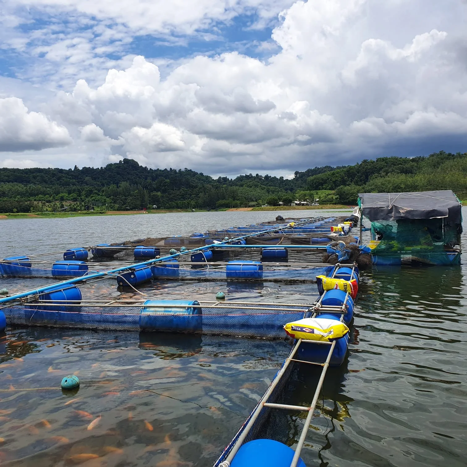 Tilapia farm and hatchery visit — Sustainable Aquaculture @ Stirling