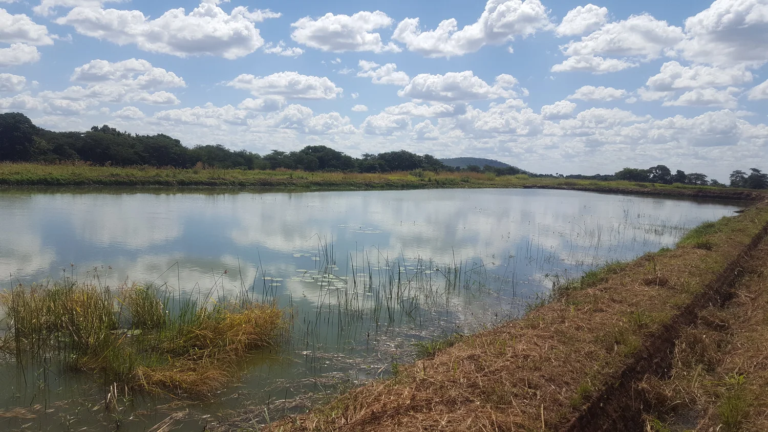 African Water Ponds