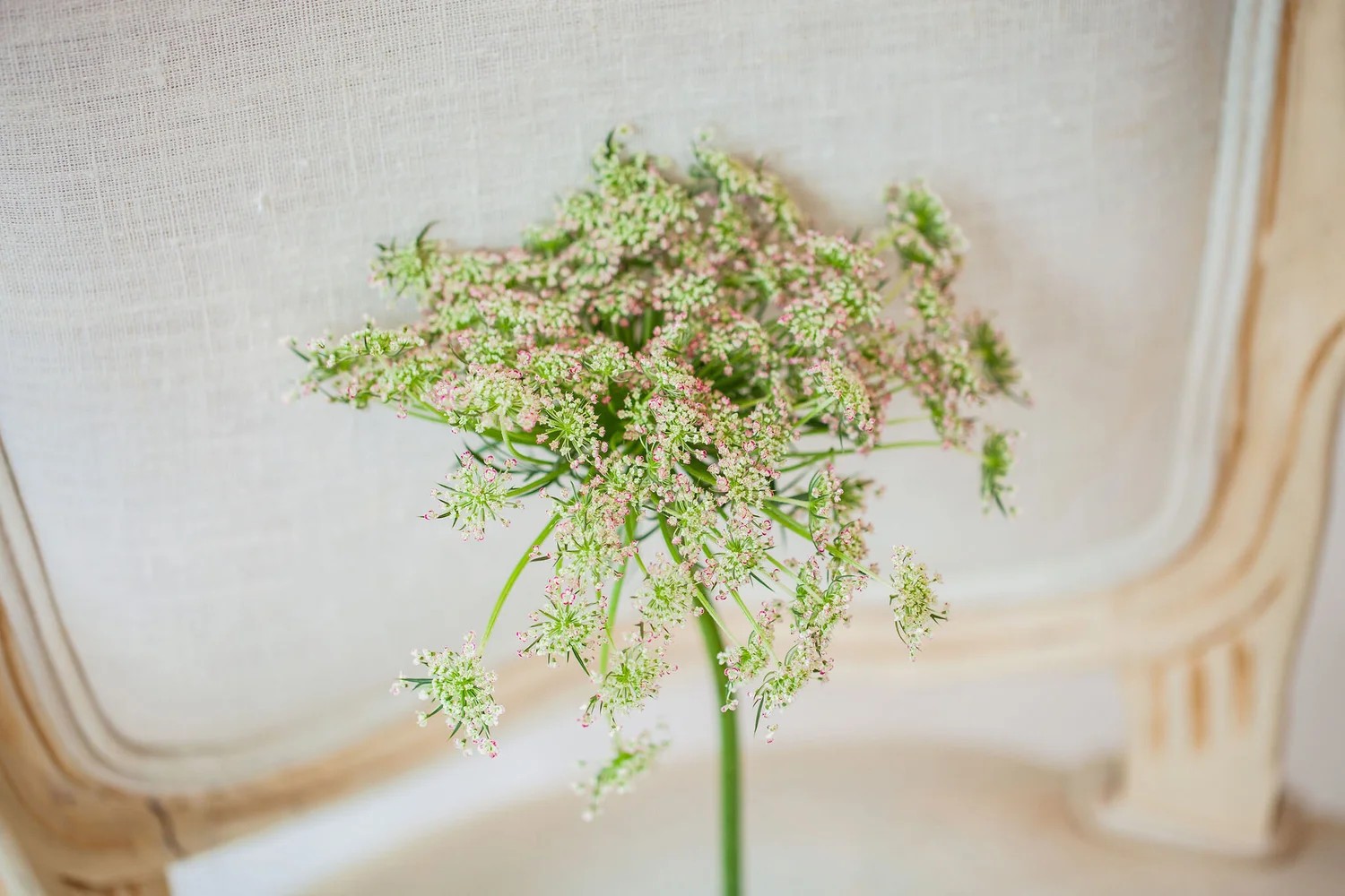 Blog — Miriam Faith Flower Studio | London | Wedding and Events Floristry